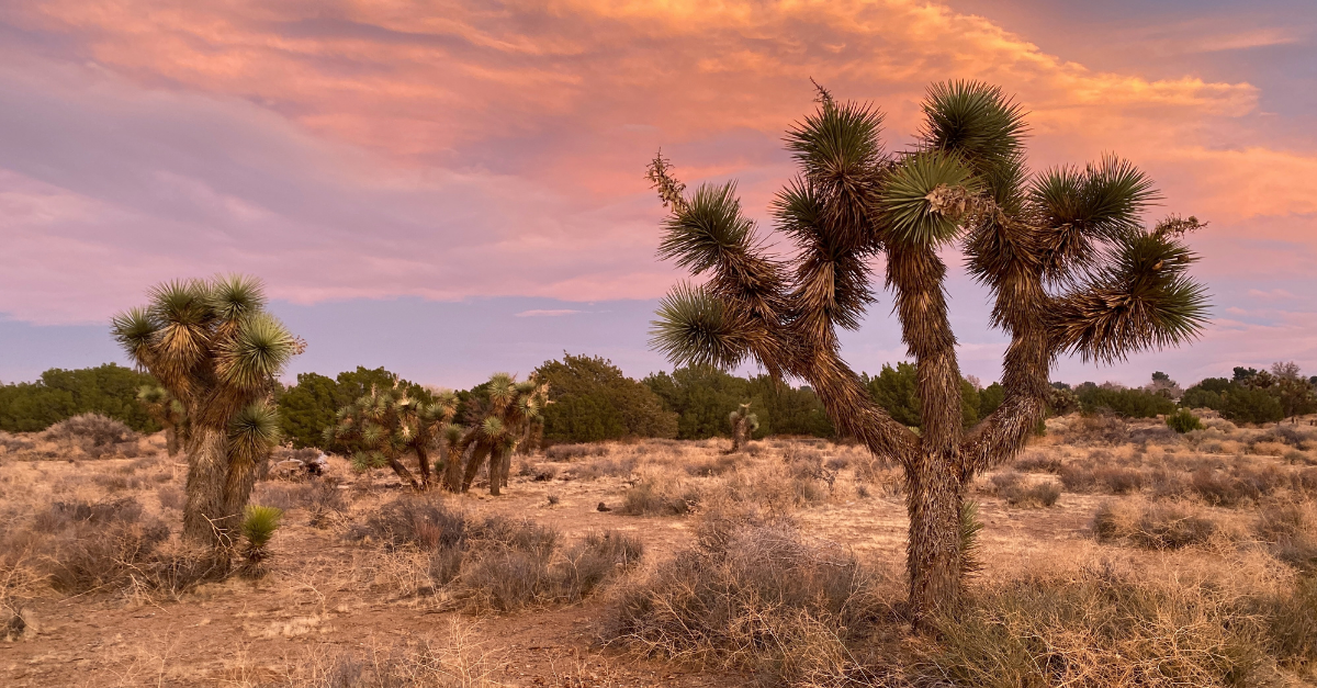 Western Joshua Trees Receive Temporary Protection Under the California ...